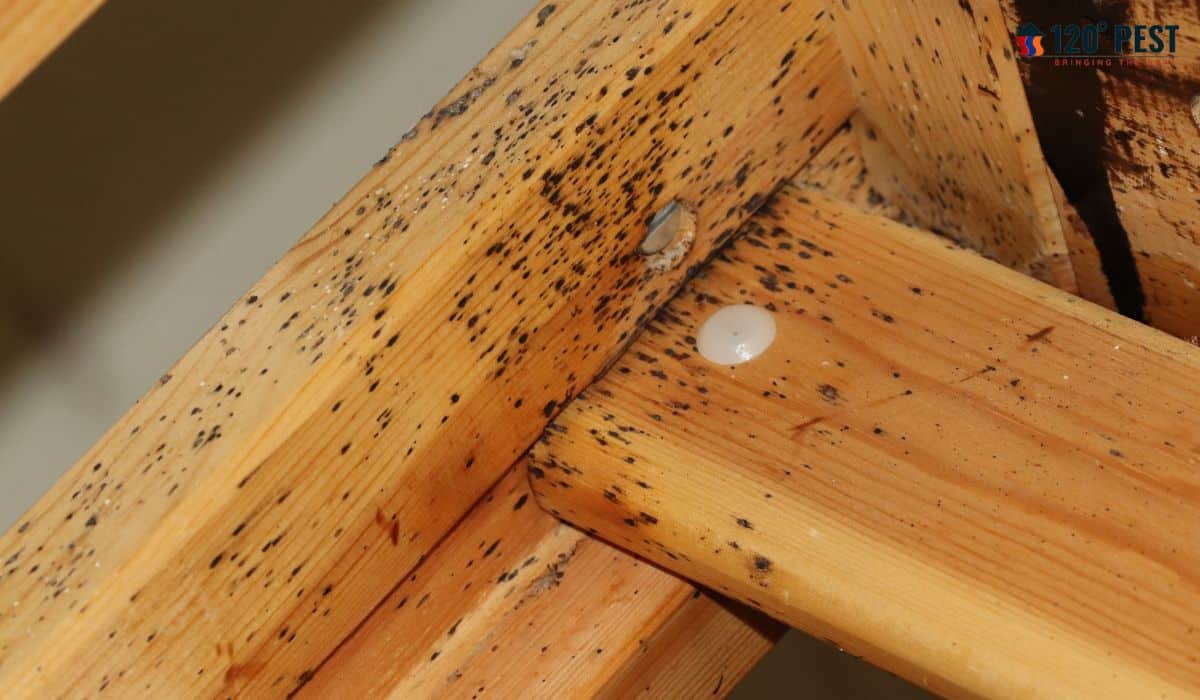 Types of Bed Bug Treatments: What You Need to Know | 120 Pest Types of Bed Bug Treatments: What You Need to Know | 120 Pest