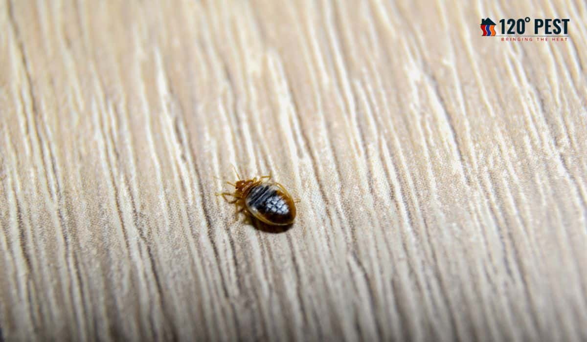 Traditional vs. Modern Bed Bug Treatment Methods: Pros and Cons | 120 ...