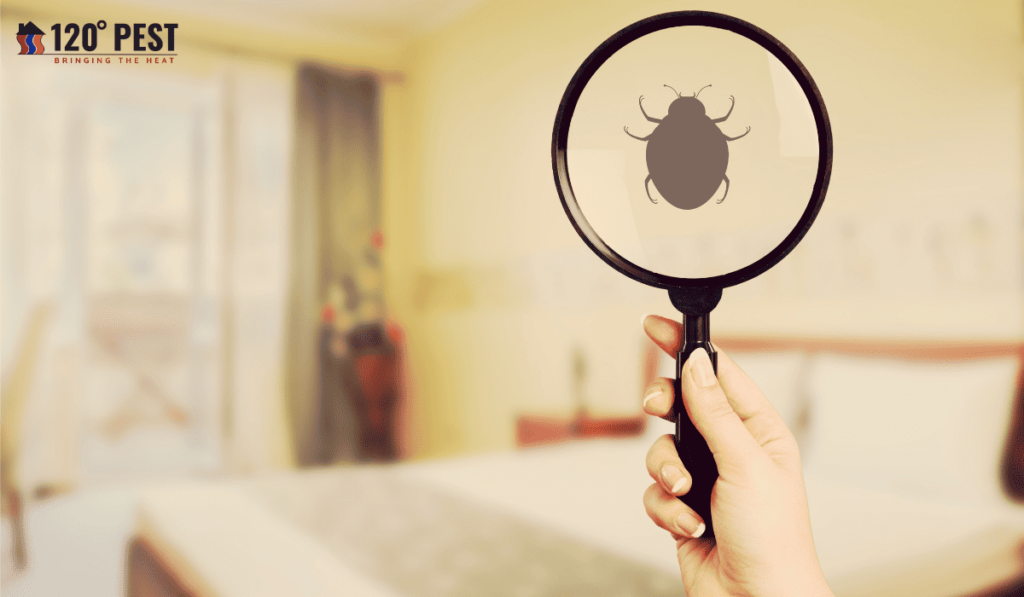 The Rise of Bed Bugs in Georgia: What You Need to Know | 120 Pest