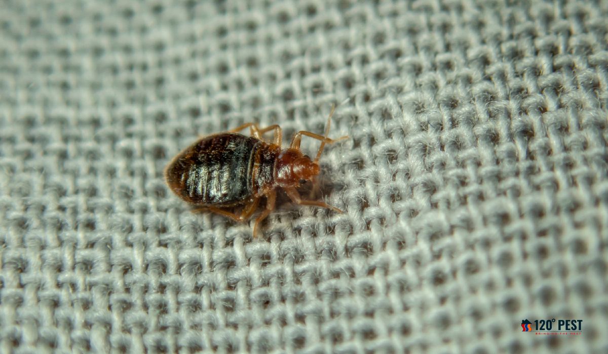 Bed Bug Extermination: Fumigation & Heat Treatments