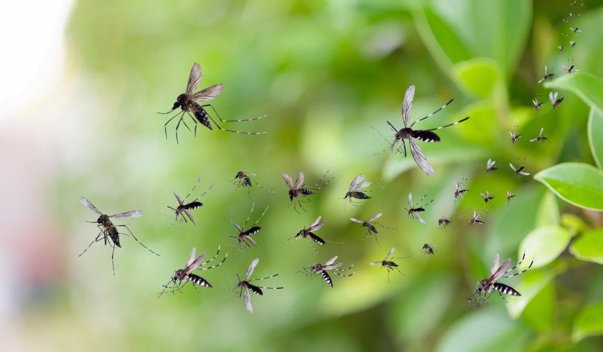 Mosquitoes – Breeding Areas and Treatment Types - 120 Pest Control